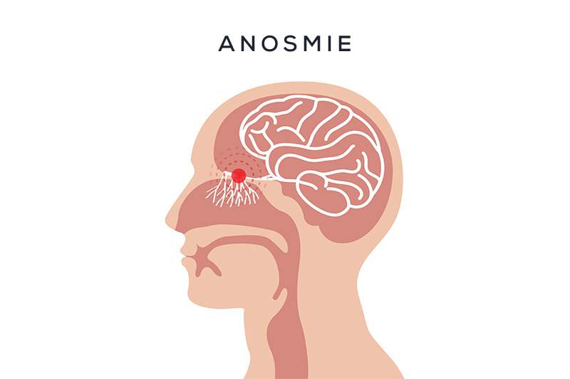 Explosion des consultations pour anosmie sévère brutale sans ...